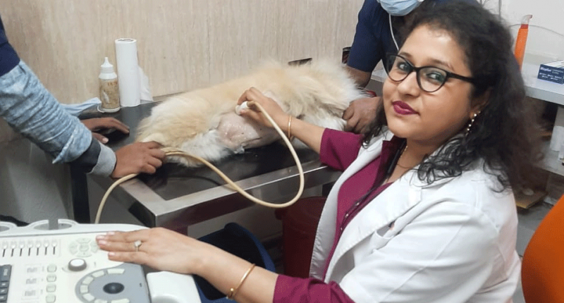 Ultrasonography – Vetlab